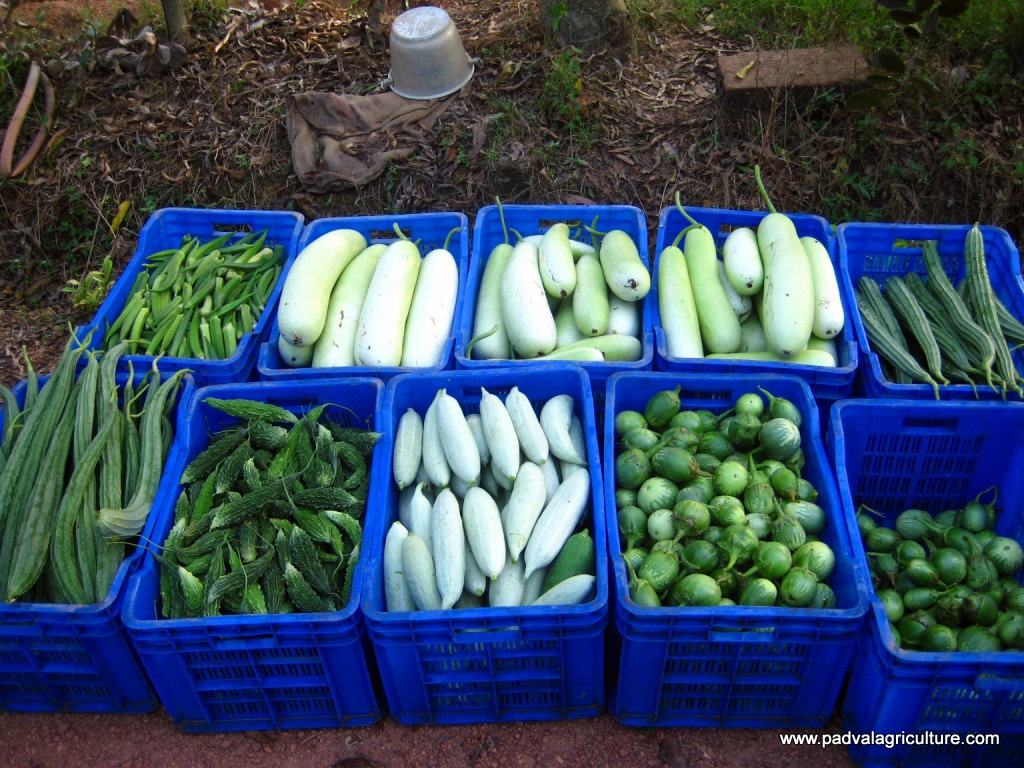 PADVAL AGRICULTURE AND FARM ENTERPRISES: Vegetable Farming